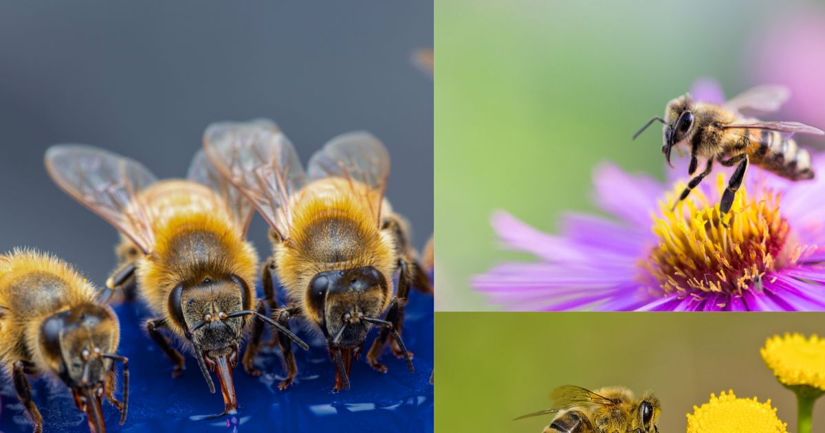 Bienentränke selber bauen: So schnell hilfst du Hummeln, Bienen und Co